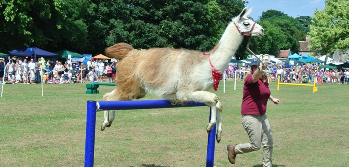 Caspa the Llama sets new world record - Warrington