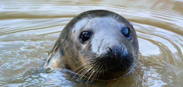 Sally the seal's spectacular show