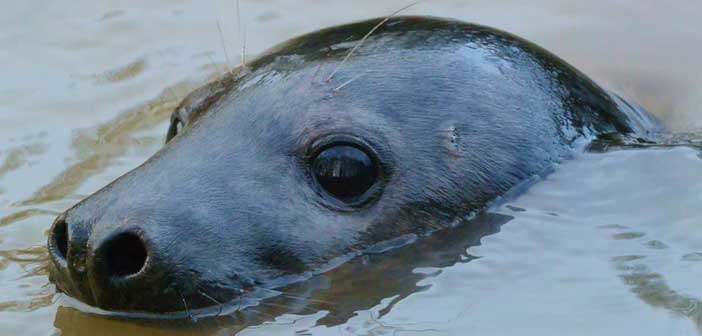 Sally the seal's spectacular show