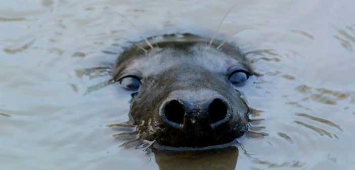Sally the seal's spectacular show