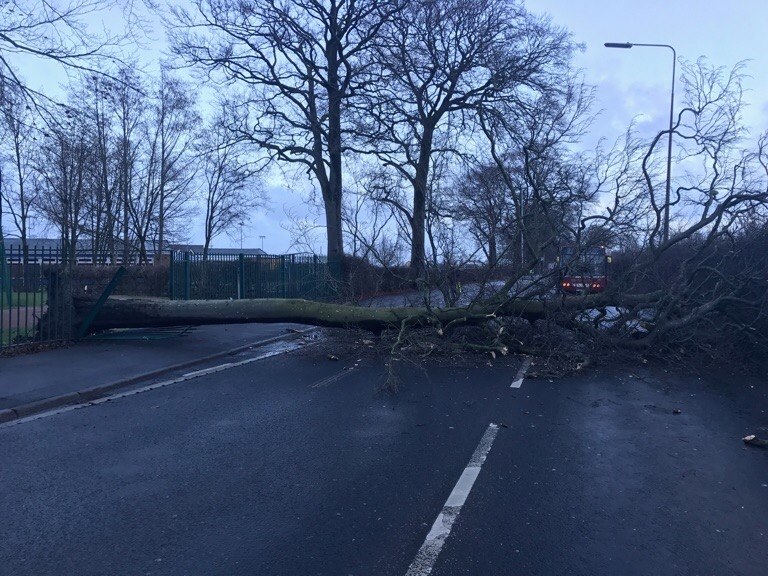 Fallen tree closes road