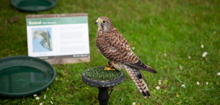 WINWICK CARNIVAL enjoyed cloudy but dry weather as the local community ...