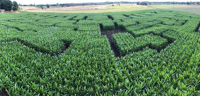 Giant maize maze opens at Apple Jacks Adventure Farm
