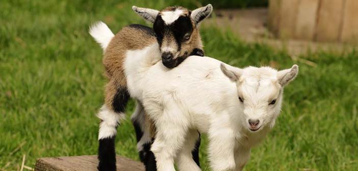 Twin African pygmy baby goats proving popular at Walton Gardens