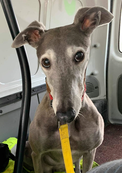Business owners offer a home to ageing greyhound