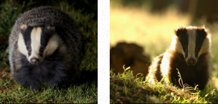 Cheshire Wildlife Trust "aghast" as Government authorise largest ever ...