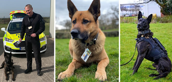 Police dogs presented with personalised collar numbers and warrant cards