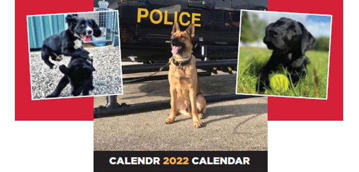 Police Dogs pose for charity calendar