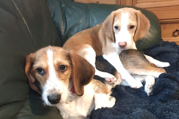 Pebbles the "rebel" safely home after community rallies for rescue mission