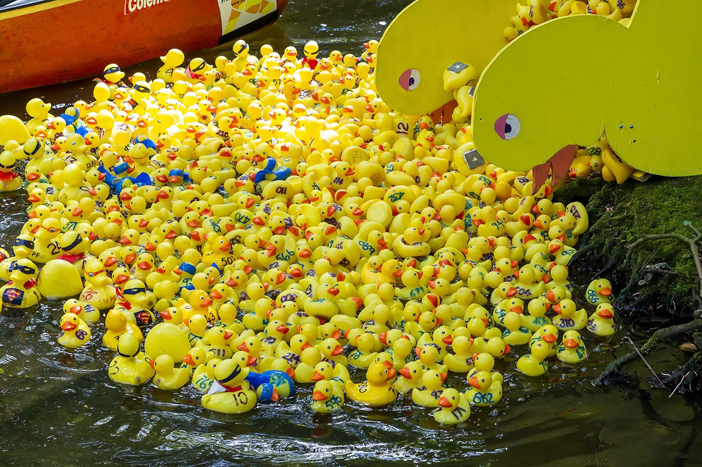 Thousands flock to Lymm Duck Race helping raise over £10,000 for good ...