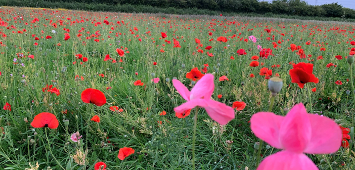 New wildflower meadow developed by Woolston New Cut Heritage and ...