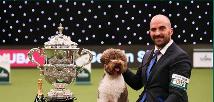 Irish Wolfhound from Warrington wins place in Crufts final but misses ...
