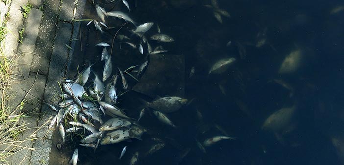 Environment Agency investigating mass death of fish reported on River ...