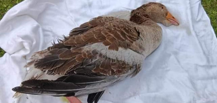 Animal Welfare charity urges people to sign traffic calming petition ...