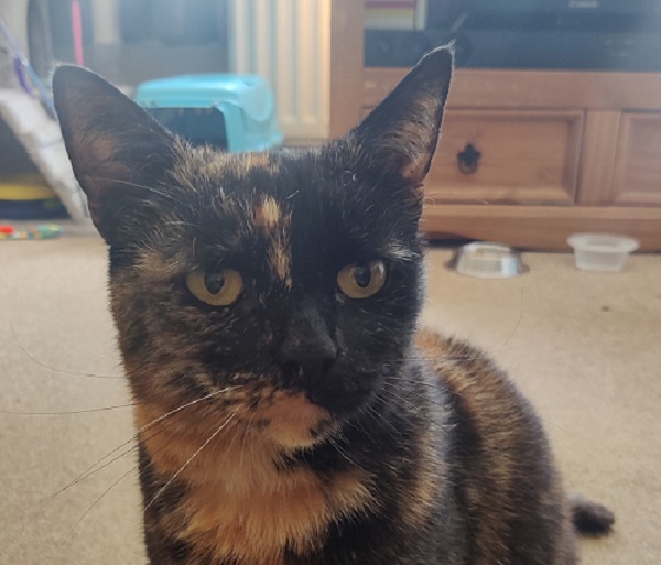 Missing cat Marbles is found - two years after disappearing from home