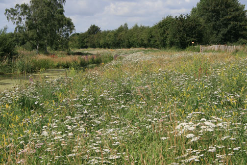 Have your say on Paddington Meadows, Woolston New Cut Canal and Ecology ...